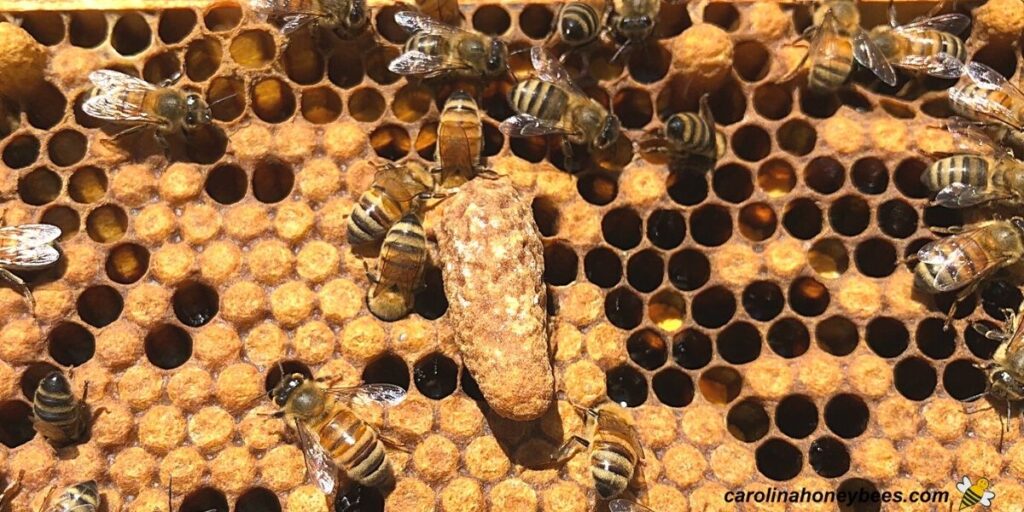 Queen Cells in the Beehive: Why They Happen- Carolina Honeybees