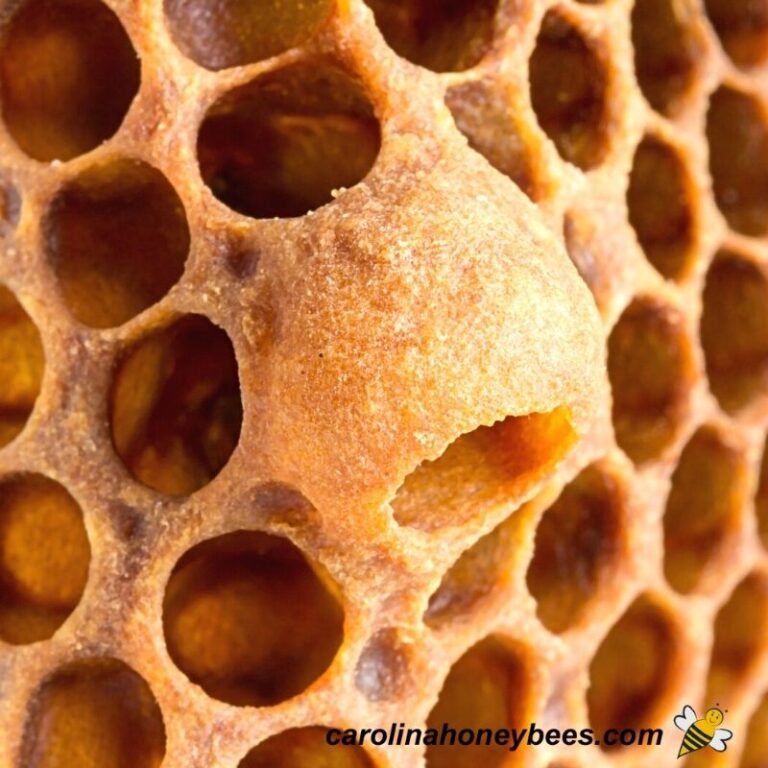 Queen Cells in the Beehive: Why They Happen- Carolina Honeybees