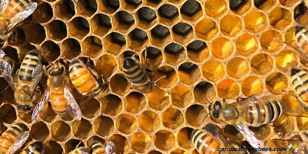 The Queenless Hive: Diagnosis & Fixing It - Carolina Honeybees