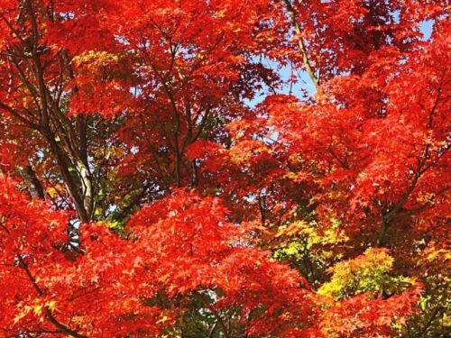 Why Red Maple Trees are Important to Bees - Carolina Honeybees