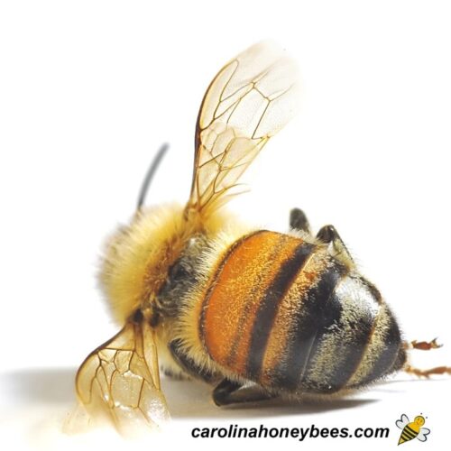Beekeepers Want Fat Bees for Winter - Carolina Honeybees