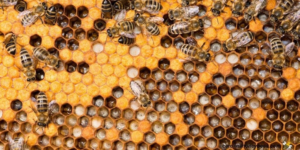 Bee Brood -How to Identify- Carolina Honeybees