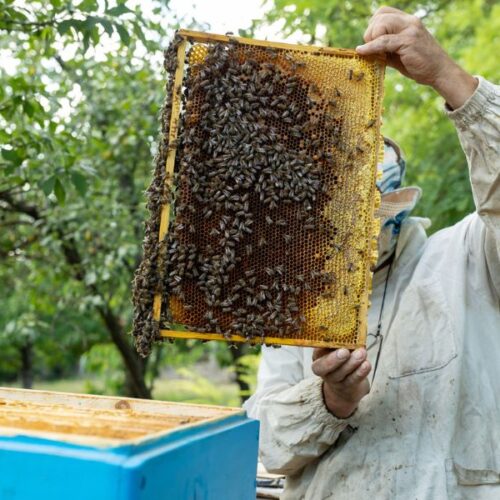 Hive Management for Successful Beekeepers - Carolina Honeybees