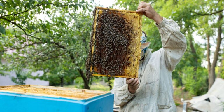 Tips for Proper Beehive Management - Carolina Honeybees