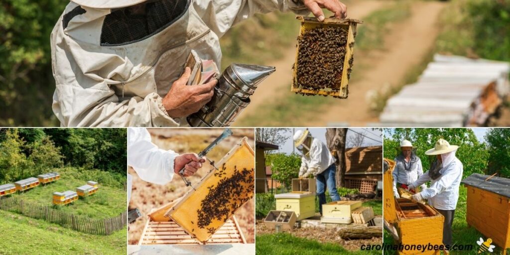 Beekeeping Terms Every New Beekeeper Should Know- Carolina Honeybees