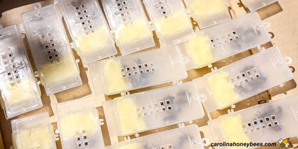 How to Buy a Queen Bee for Your Hive- Carolina Honeybees