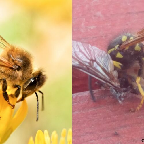 Honey Bee vs Yellow Jacket: Alike Yet Different - Carolina Honeybees