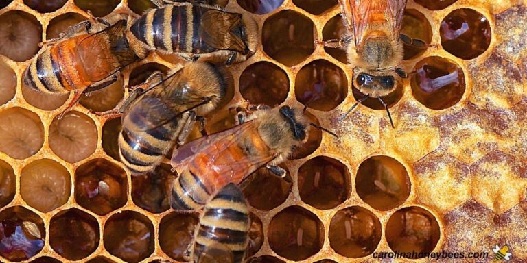 Beekeepers Want Fat Bees for Winter - Carolina Honeybees