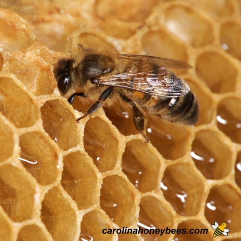 Why Honey Is Not Bee Vomit - What You Should Know- Carolina Honeybees