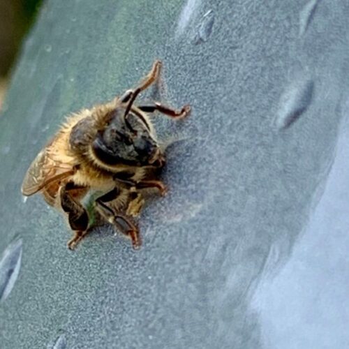 Can Bees Fly in the Rain? - Carolina Honeybees