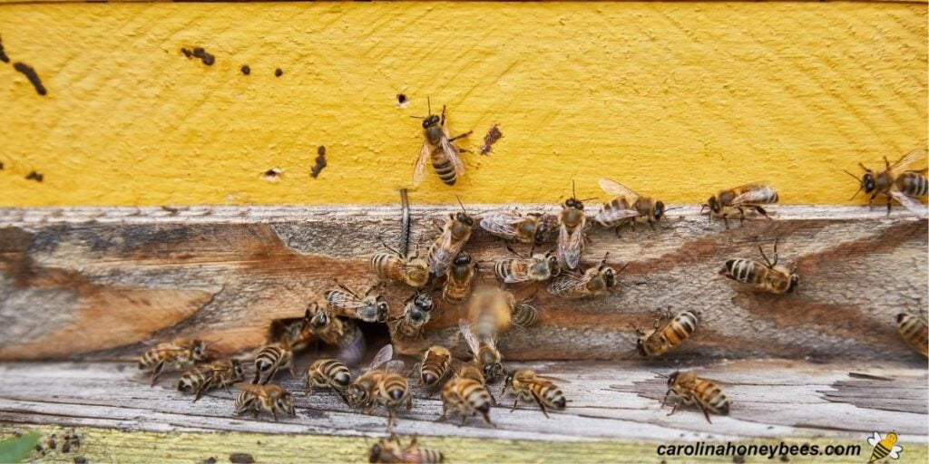 The Scoop on Bee Poop - Carolina Honeybees