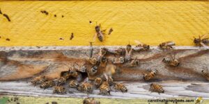 The Scoop on Bee Poop - Carolina Honeybees