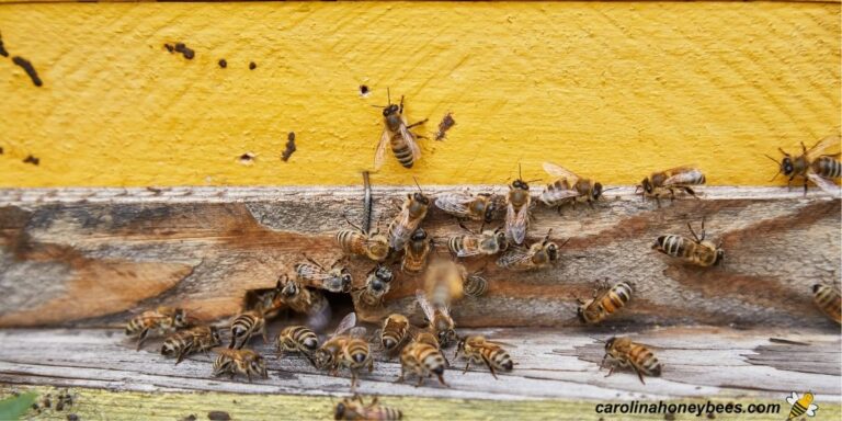 The Scoop on Bee Poop - Carolina Honeybees