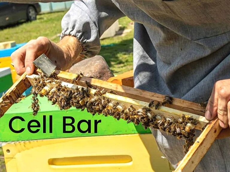Queen Rearing: Raise Your Own Queen Bees - Carolina Honeybees