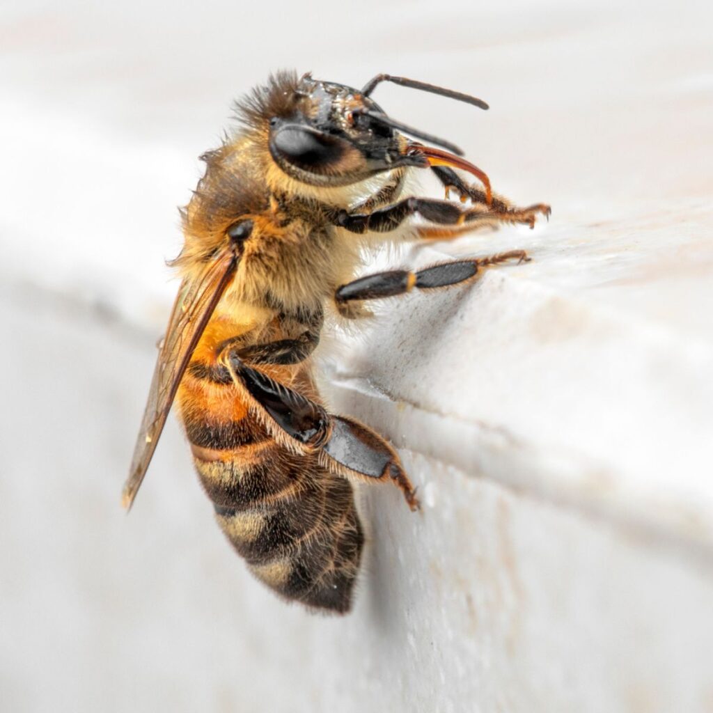 What are Best Types of Honey Bees? - Carolina Honeybees