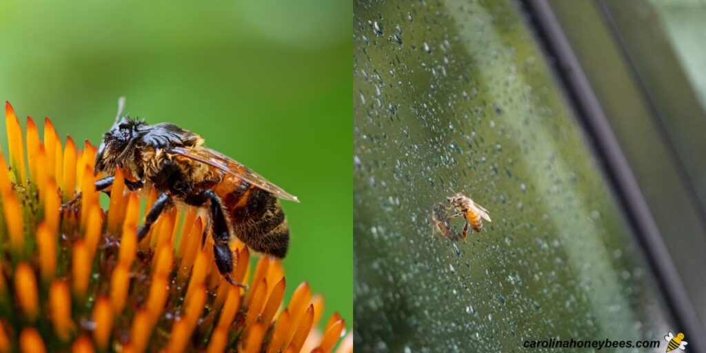 Can Bees Fly in the Rain? - Carolina Honeybees