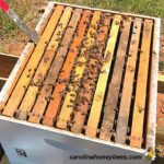 Langstroth Hive Dimensions: Beekeeper's Guide - Carolina Honeybees
