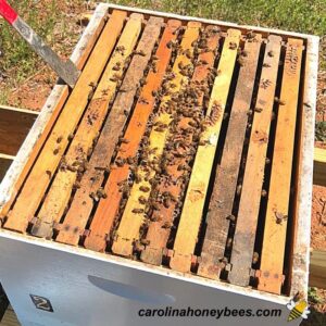 Langstroth Hive Dimensions: Beekeeper's Guide - Carolina Honeybees