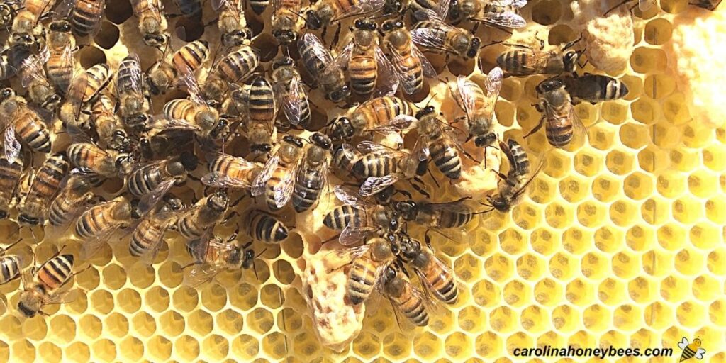 Queen Rearing: Raise Your Own Queen Bees - Carolina Honeybees