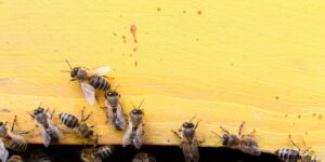 The Scoop on Bee Poop - Carolina Honeybees