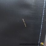 The Scoop on Bee Poop - Carolina Honeybees