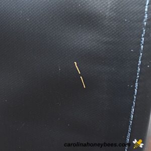 The Scoop on Bee Poop - Carolina Honeybees