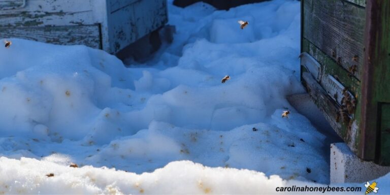 The Scoop on Bee Poop - Carolina Honeybees
