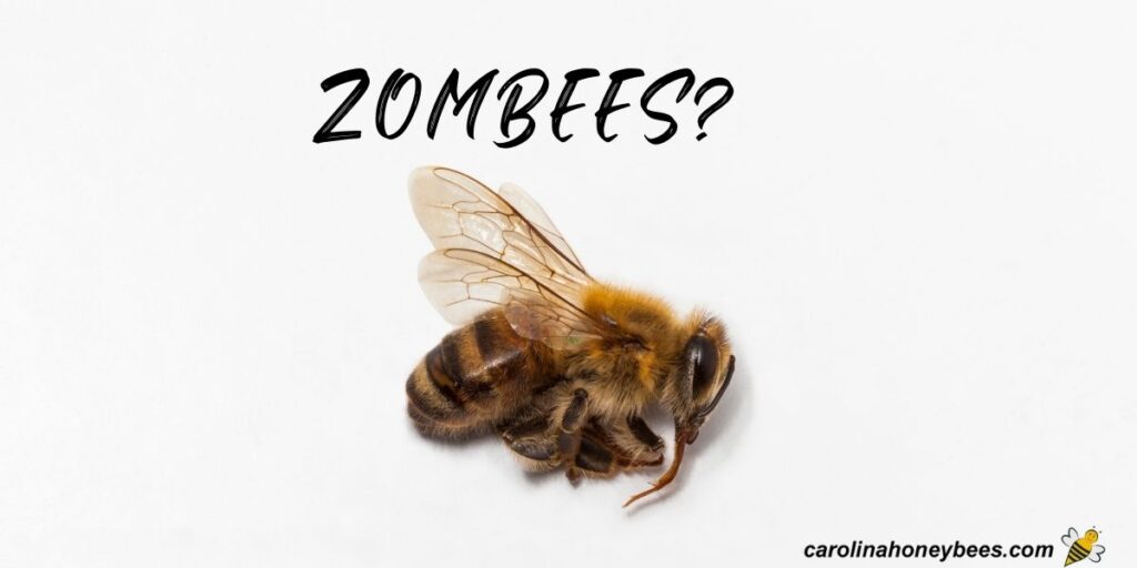 Zombie Bees -A Parasitic Threat to Your Hives?- Carolina Honeybees