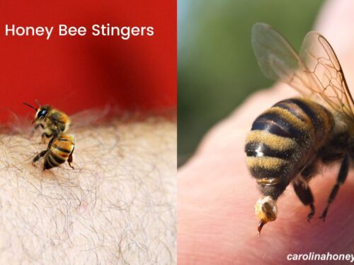 Why Do Bees Sting? - Carolina Honeybees
