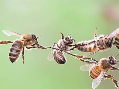 Festooning Bees: What is it?- Carolina Honeybees