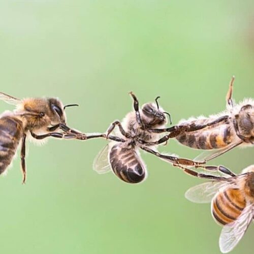 Festooning Bees: Unique Honey Bee Behavior - Carolina Honeybees