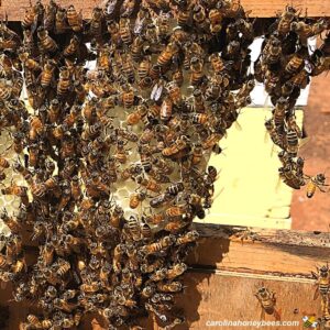 The Fascinating World of Bees - Carolina Honeybees