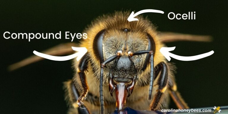 How Honey Bee Eyes Work - Carolina Honeybees