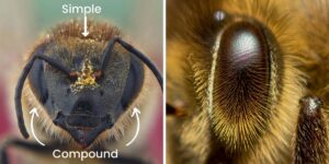 How Honey Bee Eyes Work - Carolina Honeybees