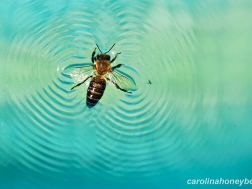 How to Keep Bees Away from a Pool - Carolina Honeybees