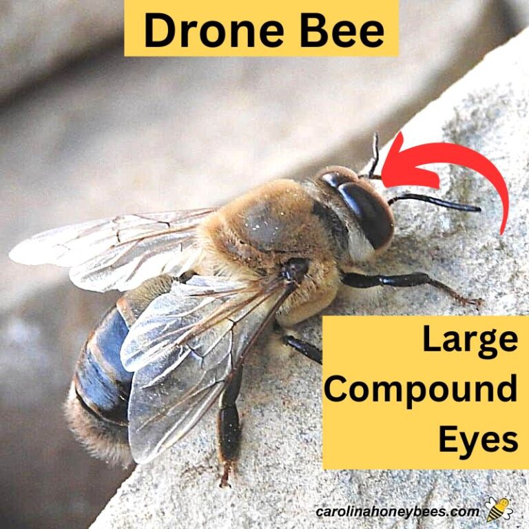 How Honey Bee Eyes Work - Carolina Honeybees