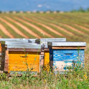 How to Store Beekeeping Equipment - Carolina Honeybees