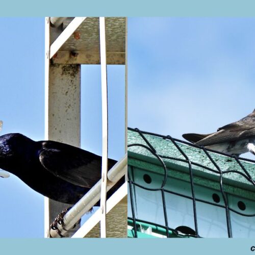 Birds that Eat Bees: Should We Worry? - Carolina Honeybees