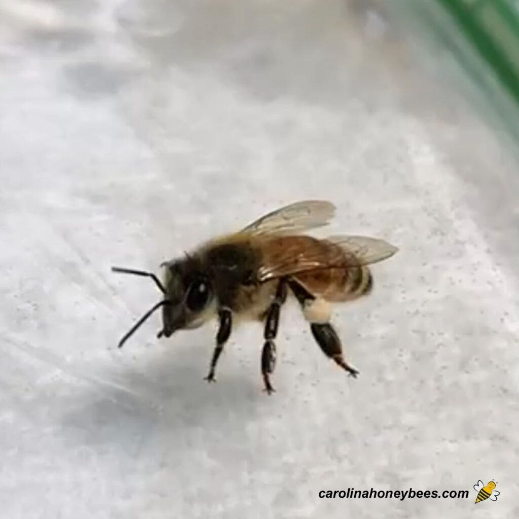 Why Do Bees Sting? - Carolina Honeybees