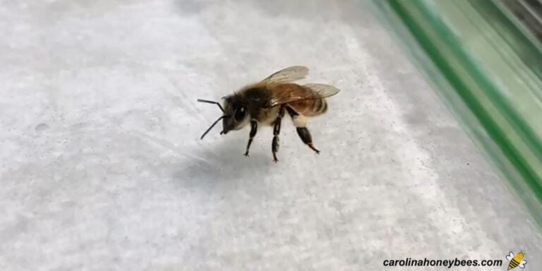 How to Save a Tired Bee- Carolina Honeybees