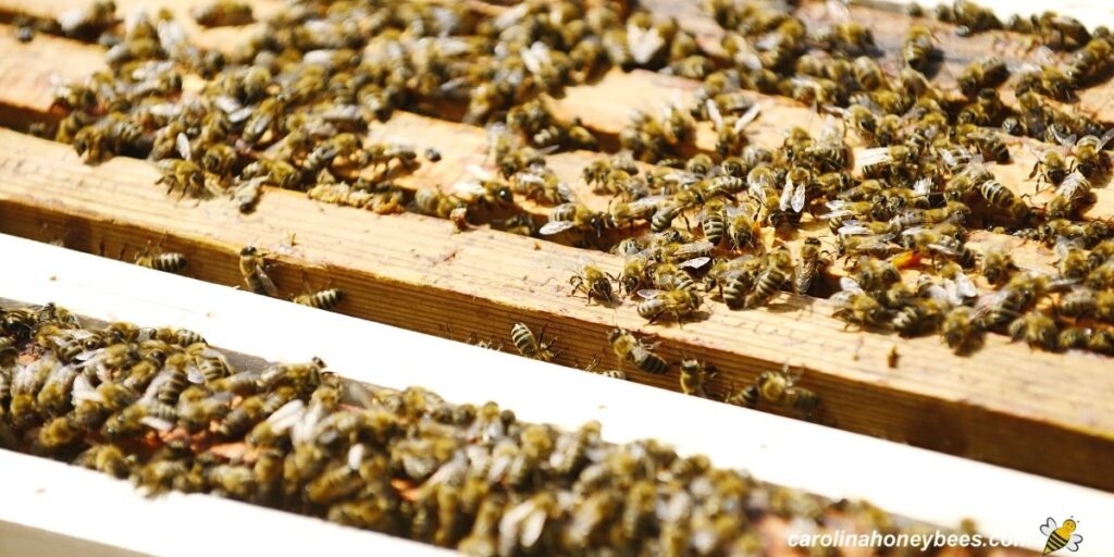 How to Split a Beehive: A Step-by-Step- Carolina Honeybees