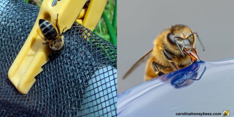 How to Keep Bees Away from Your Pool- Carolina Honeybees