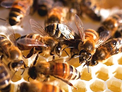 Festooning Bees: What is it?- Carolina Honeybees