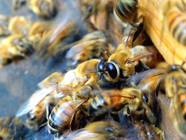 Drone Congregation Areas: What are They? - Carolina Honeybees