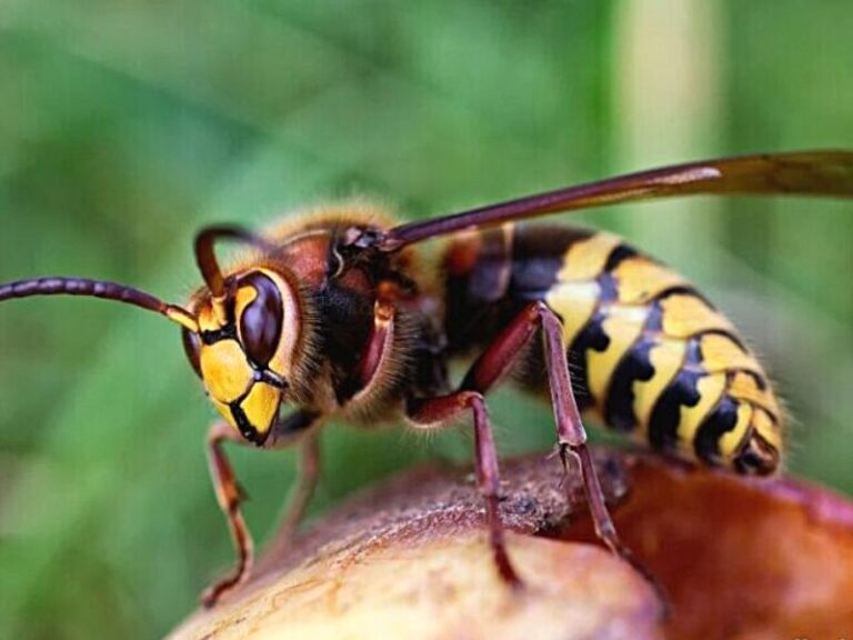 Do Hornets Eat Bees? - Carolina Honeybees Do Hornets Eat Bees? - Carolina Honeybees