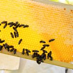 Beekeeping Blog - Carolina Honeybees