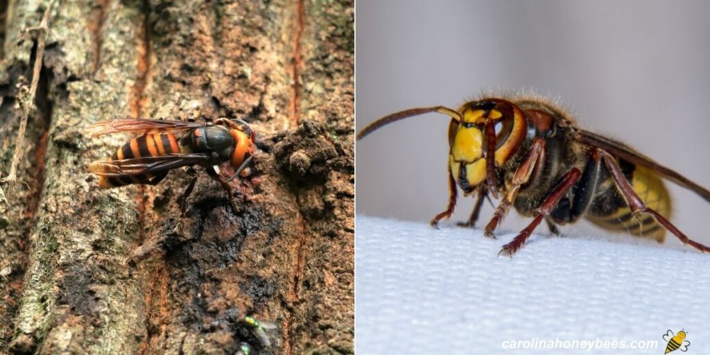 Do Hornets Eat Bees? - Carolina Honeybees