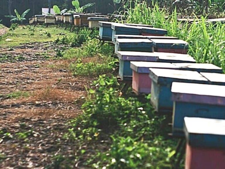How Many Beehives in One Location? - Carolina Honeybees