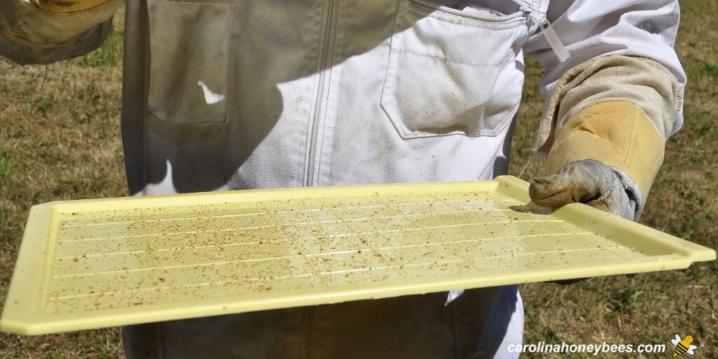 How to Check (or Test) for Varroa Mites - Carolina Honeybees