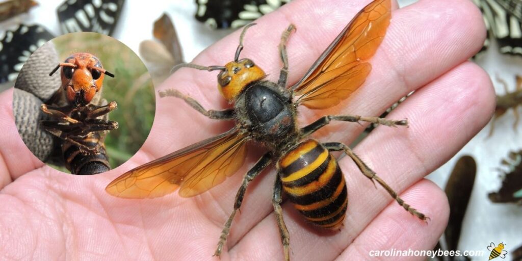 Do Hornets Eat Bees? - Carolina Honeybees